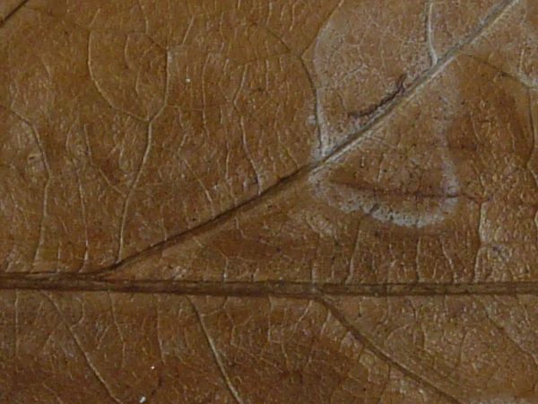 texture 0010 - Texturelib